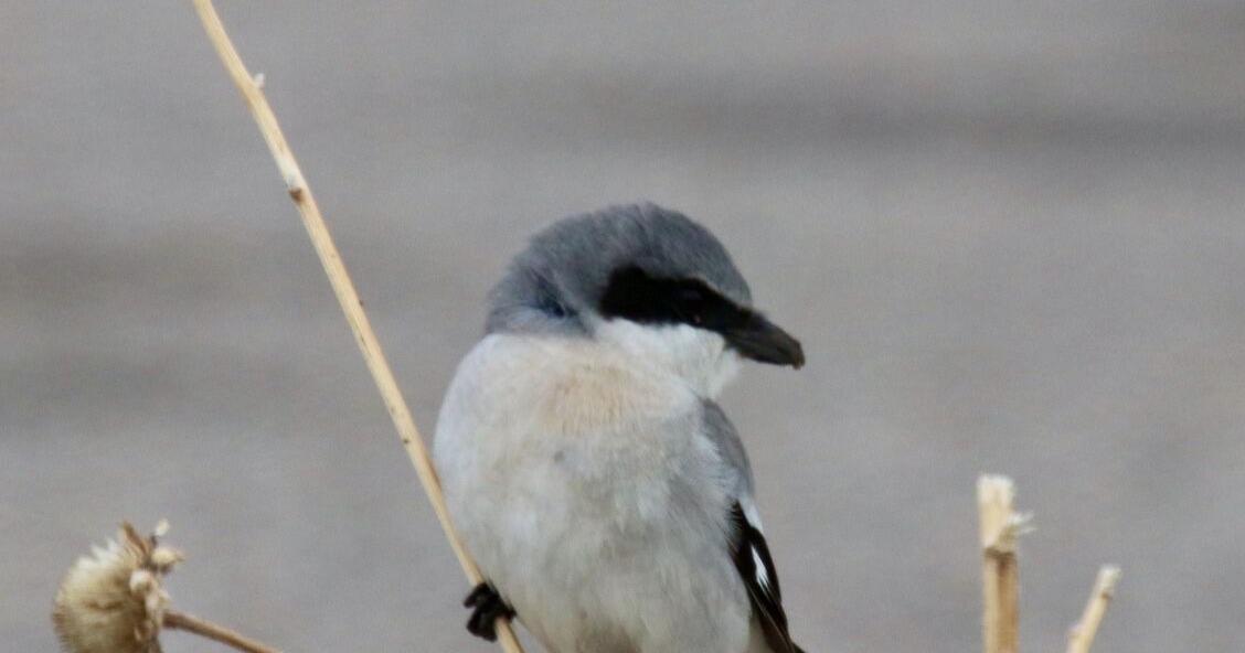 Avian macabre: Flesh-eating songbirds and the necrobiome | Health And ...