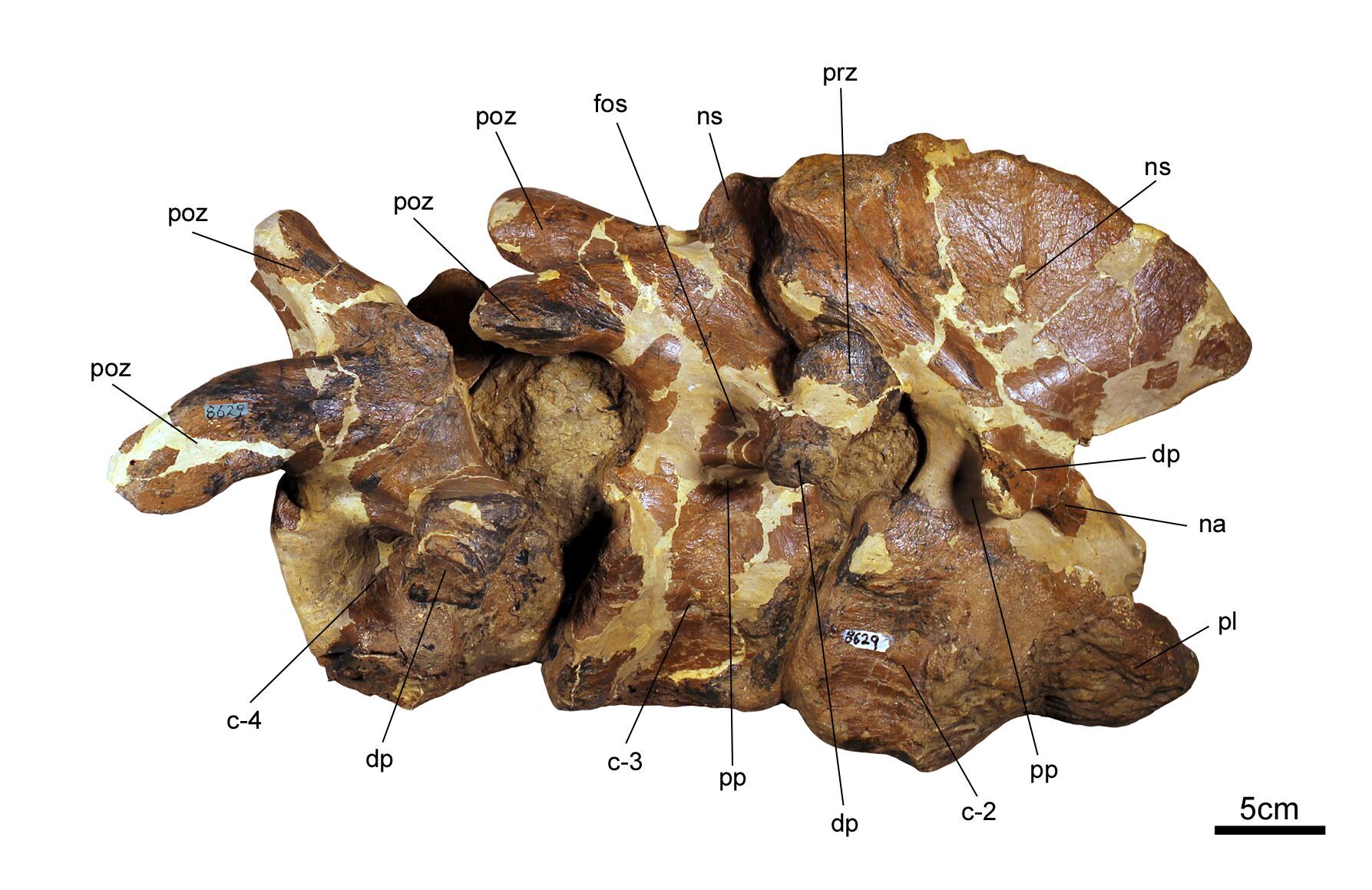 New duck-billed dino discovered in New Mexico | Local News ...