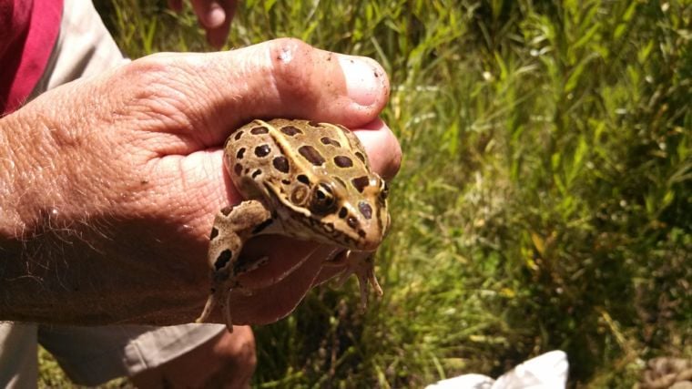 Struggling frog starting to thrive in restored wetlands at preserve ...
