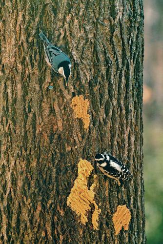 For the Birds: Winter brings mixed flocks | Outdoors ...