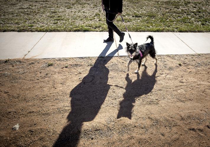 Dogs eating 'pot scraps' leads to concern among owners, expensive vet ...