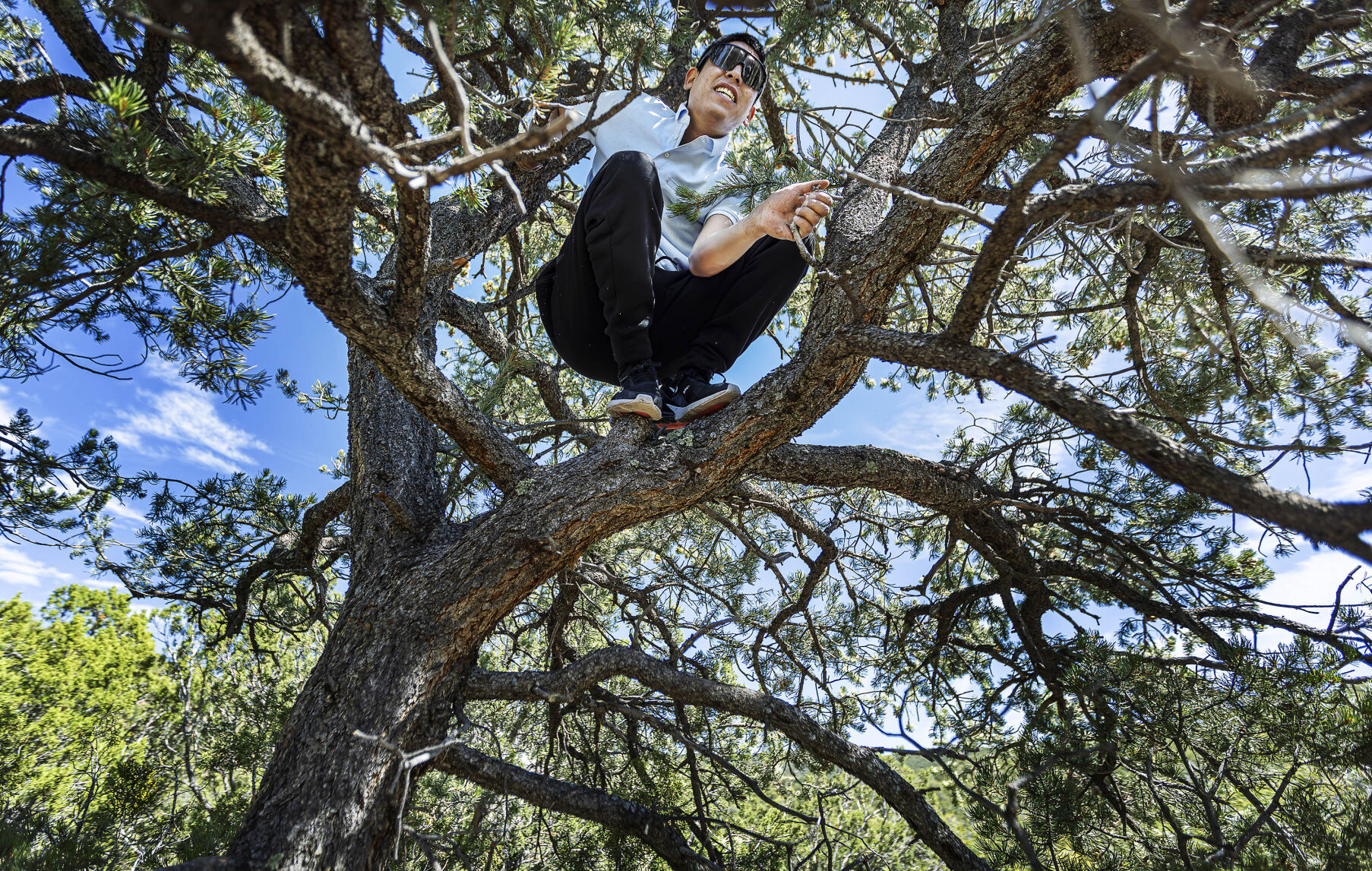 Piñon pickers hailing bountiful harvest in Northern New Mexico | Local ...