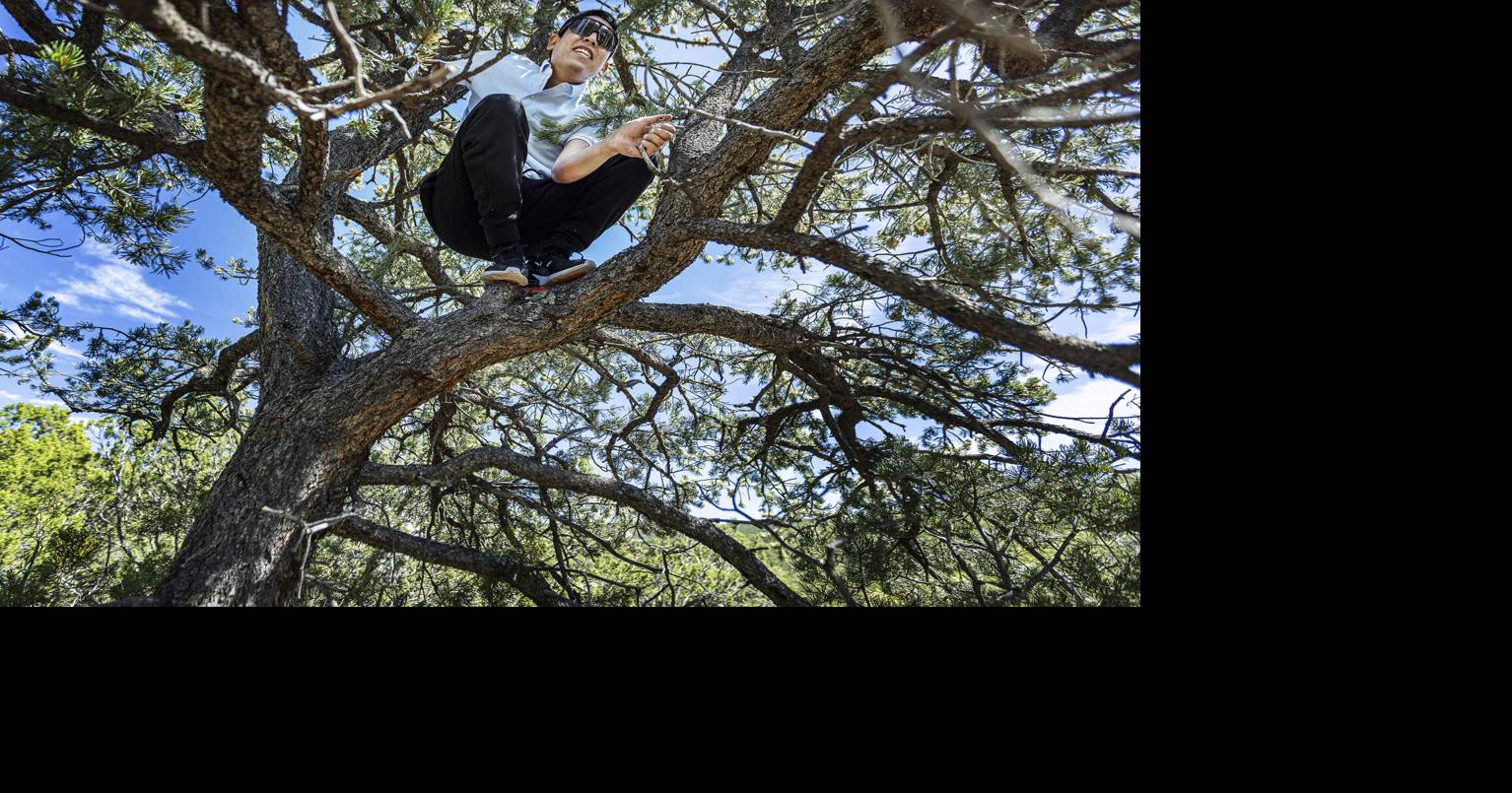 Piñon pickers hailing bountiful harvest in Northern New Mexico | Local ...