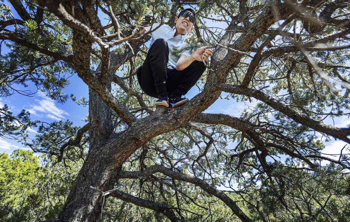 Piñon pickers hailing bountiful harvest in Northern New Mexico | Local ...