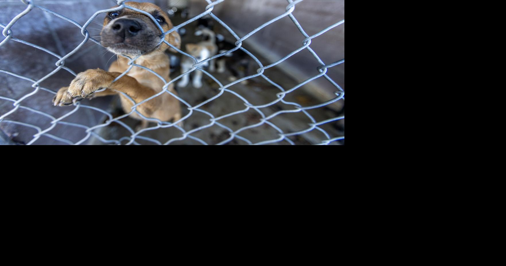 Santa Fe shelter takes in 22 dogs from Las Vegas rescue | Local News ...