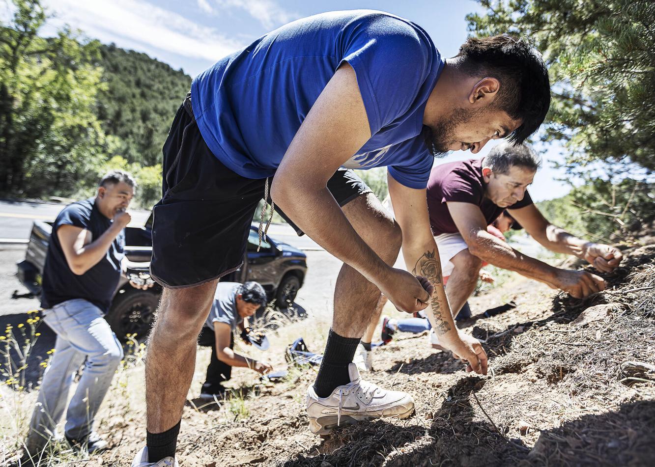 Piñon pickers hailing bountiful harvest in Northern New Mexico | Local ...