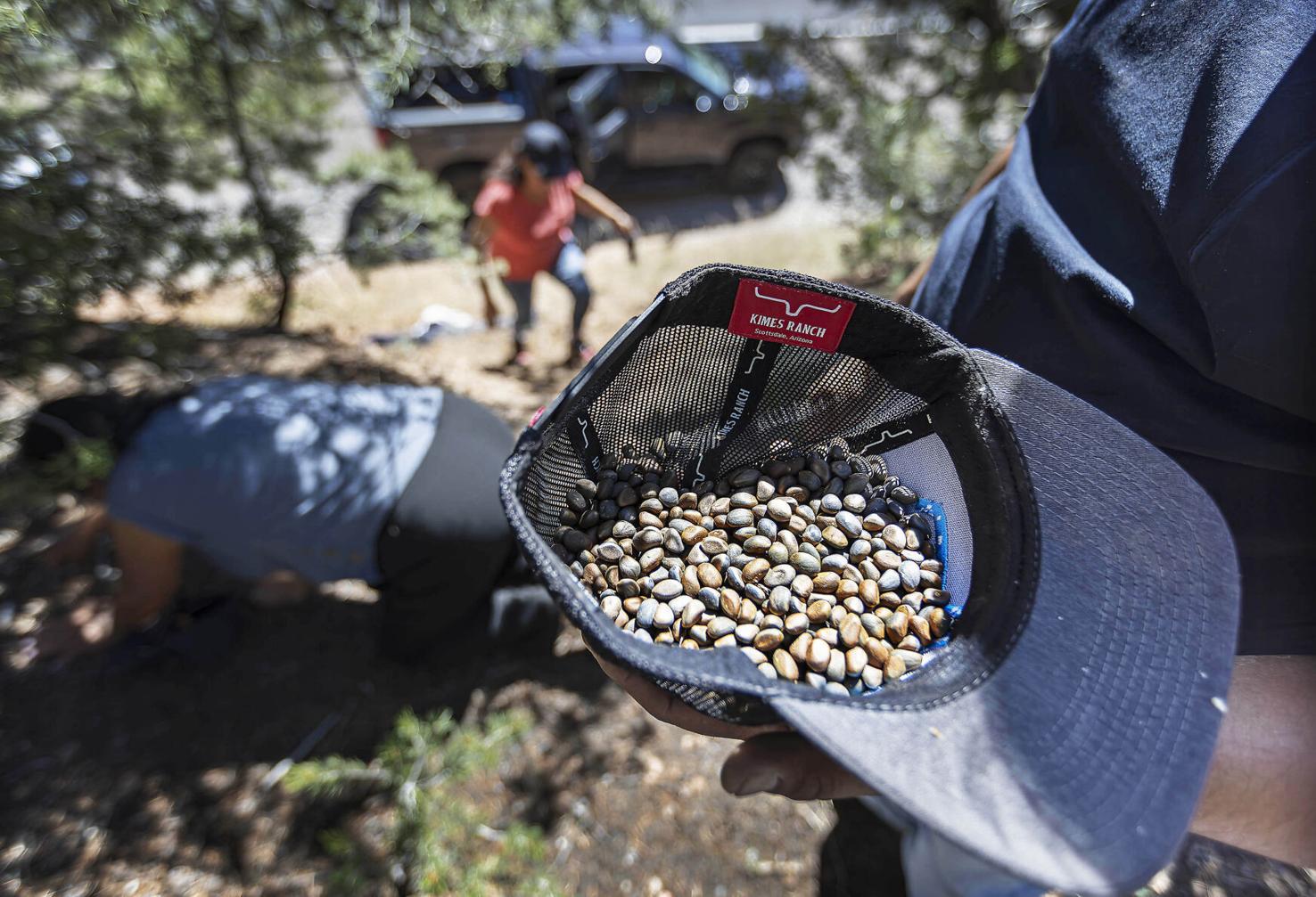 Piñon pickers hailing bountiful harvest in Northern New Mexico | Local ...