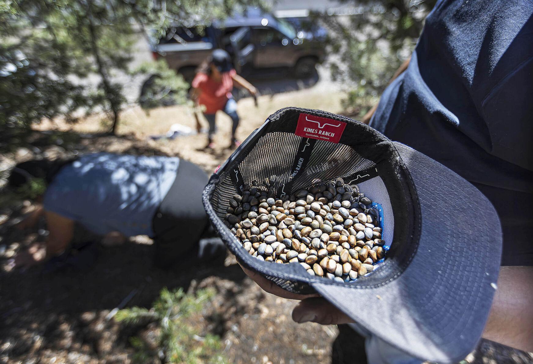 Piñon pickers hailing bountiful harvest in Northern New Mexico | Local ...