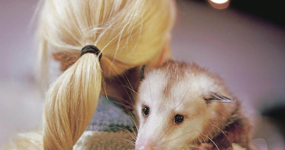 Vermin gone viral: Cutest animal on Instagram is possibly in your trash ...