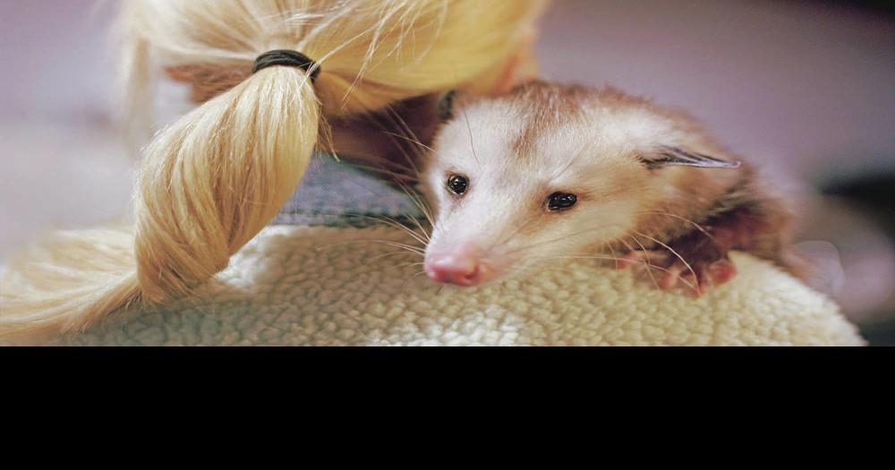 Vermin gone viral: Cutest animal on Instagram is possibly in your trash ...