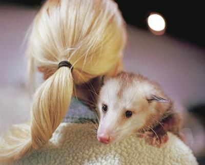 Vermin gone viral: Cutest animal on Instagram is possibly in your trash ...