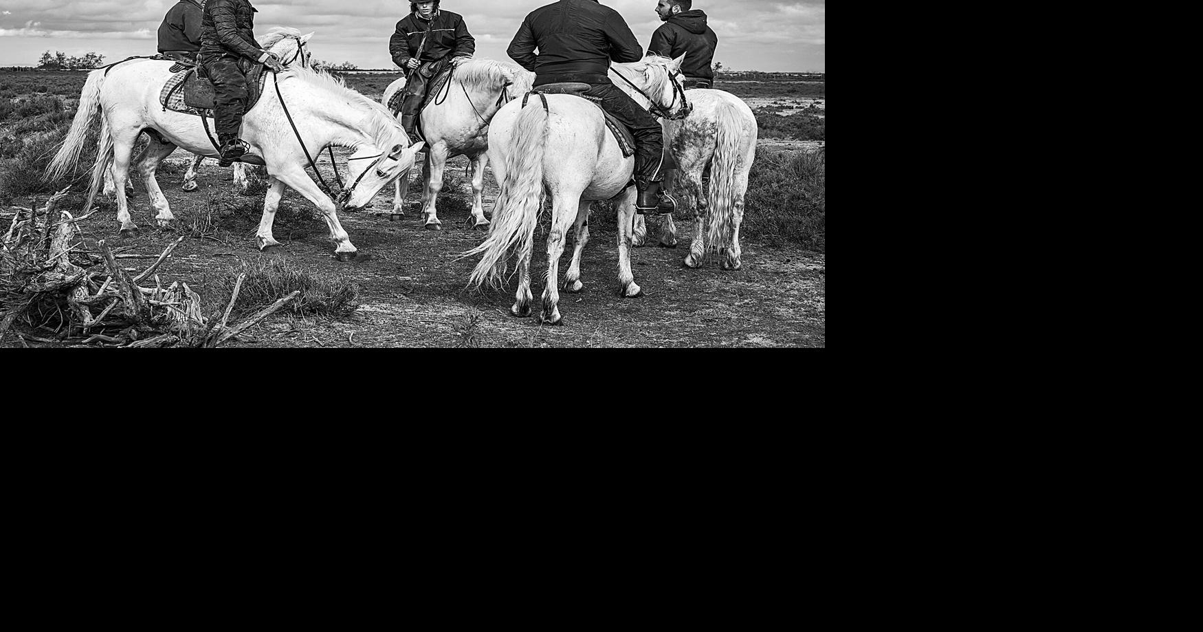 The wild and precious life of an ancient equine species | Pasatiempo ...