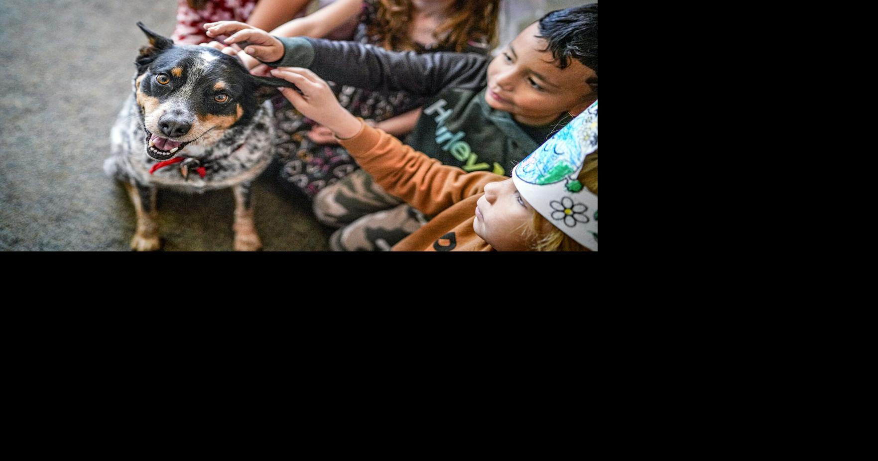 Theo the therapy dog brings loving paws to lessons at New Mexico School ...