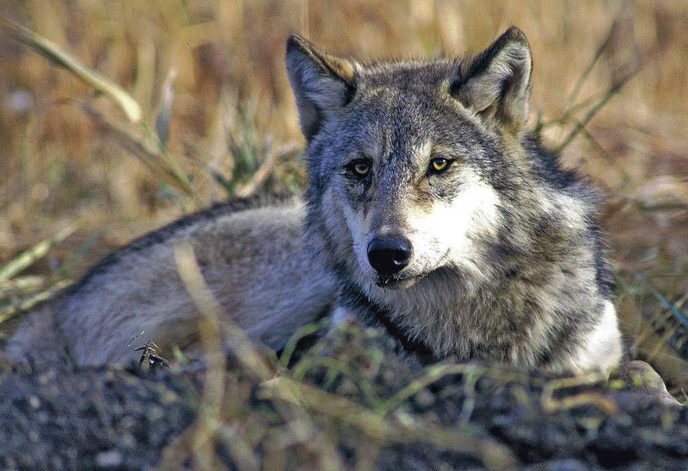 Thousands weigh in on wolf recovery plan | Local News ...