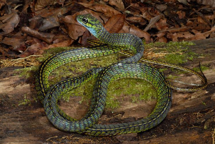 congolese snake