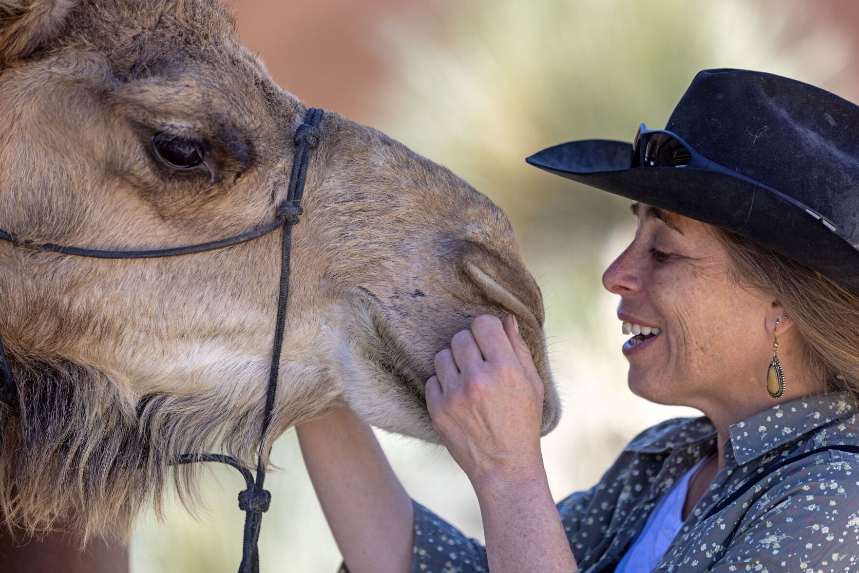 Camels delight visitors to Coronado Historic Site | Local News ...