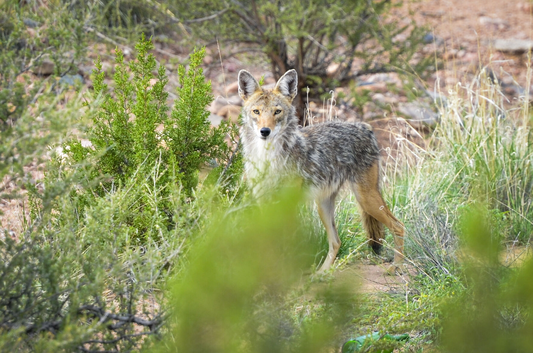 Brief encounters with coyotes, from the city to the peaks | Adventure ...