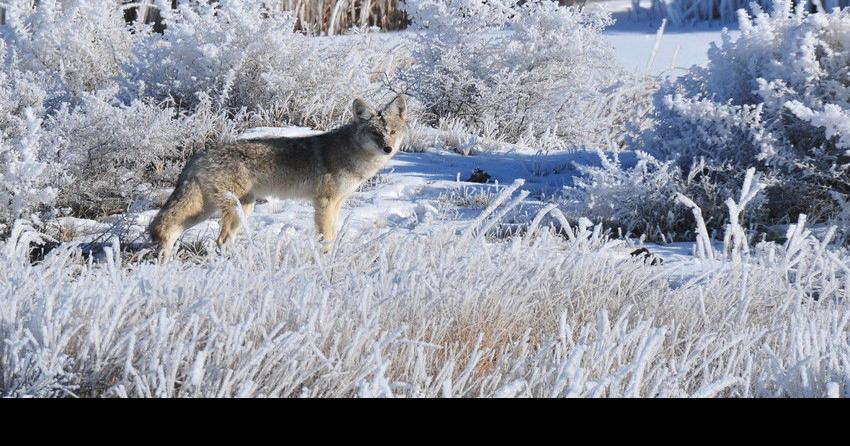 Coyote | Writing Contest | santafenewmexican.com