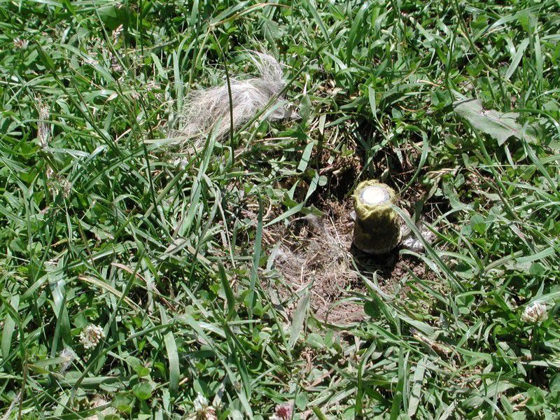 EPA again allows use of cyanide ‘bombs’ on coyotes | Local News ...