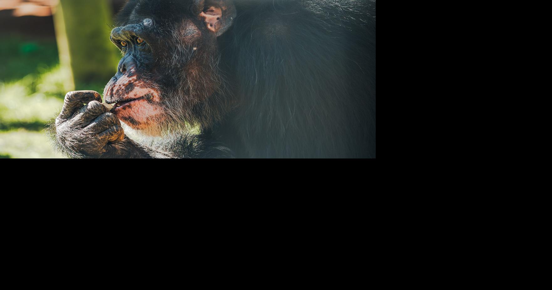 Final group of Alamogordo test chimps transported to Chimp Haven ...