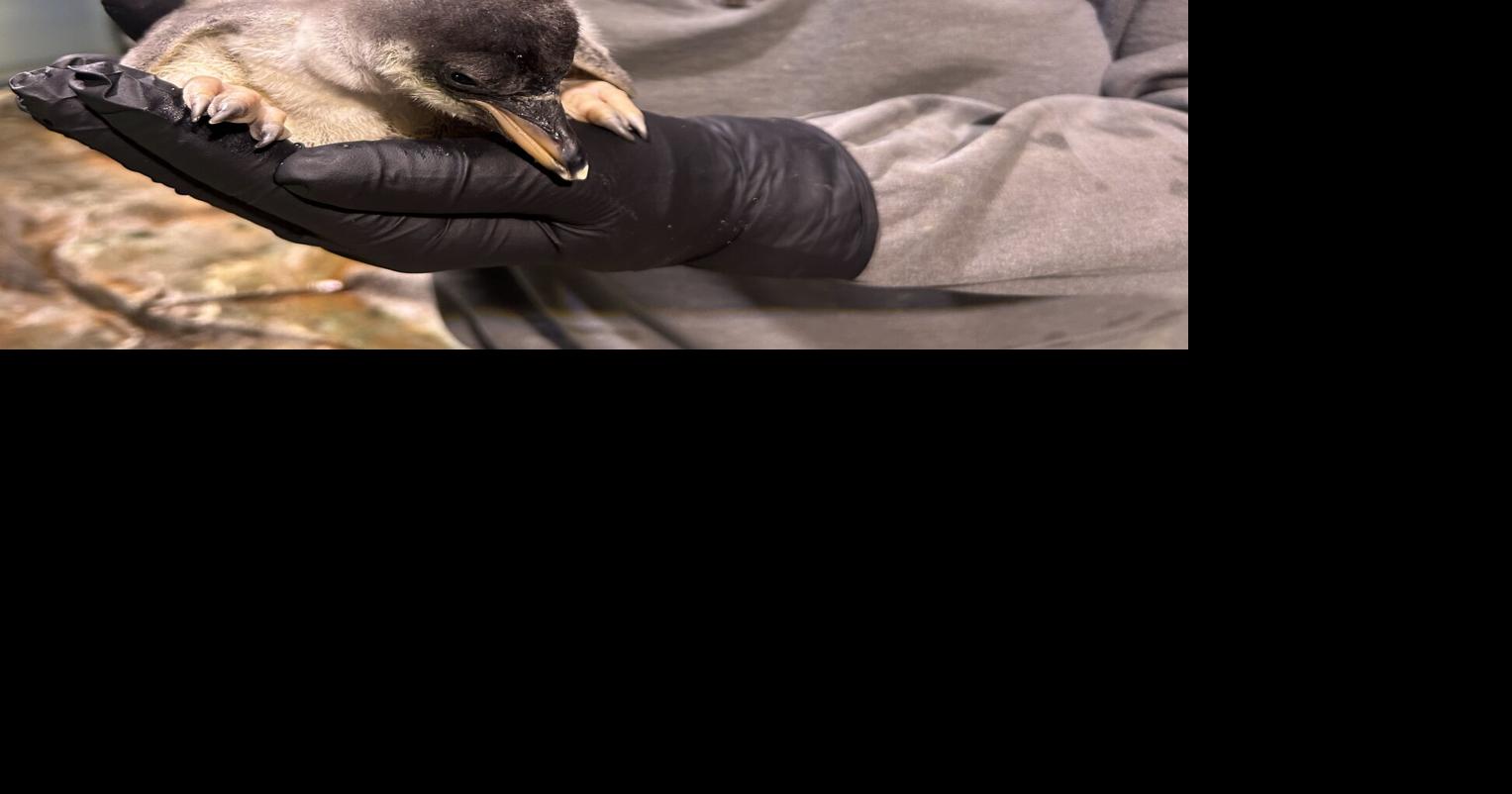 Gen-too cute: New penguin chick hatches at Albuquerque zoo | Local News ...