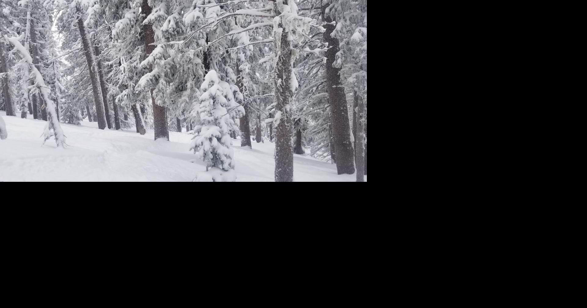 Snowboarding between the trees an exhilarating mix of fun and risk ...
