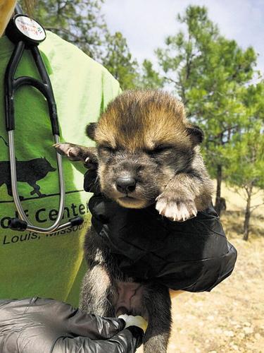 gray wolf pups facts