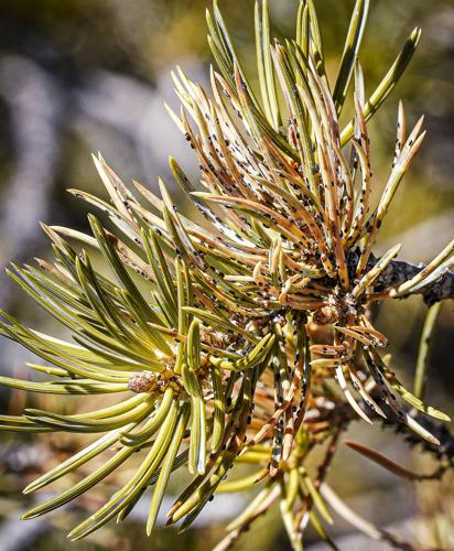 Drought compounding junipers' winter browning | Local News ...