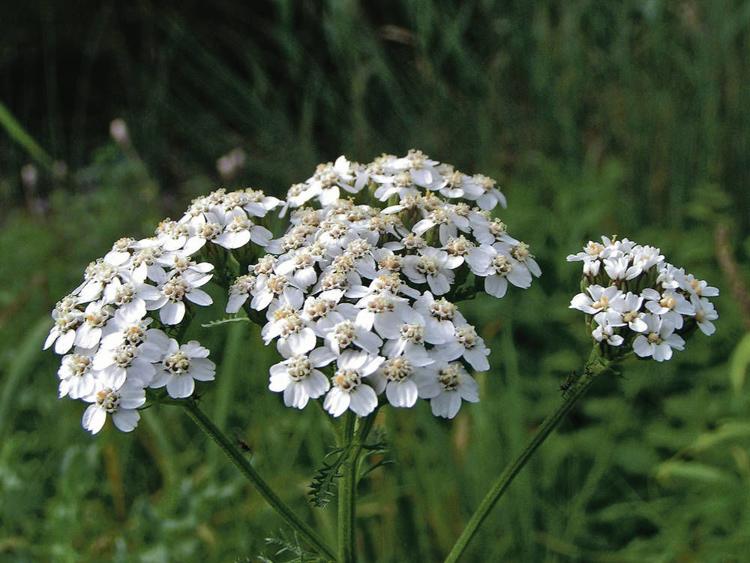 Yarrow: A common flower and healing herb | Santa Fe New Mexican Home ...