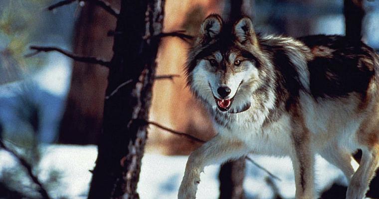 N.M. ranchers to get $3 million to protect against predators like ...