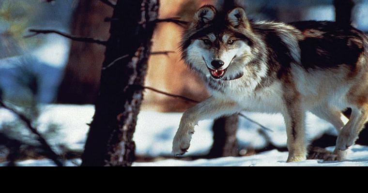 N.M. ranchers to get $3 million to protect against predators like ...