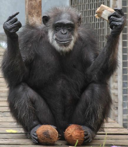 This one's for the chimps | Pasatiempo | santafenewmexican.com