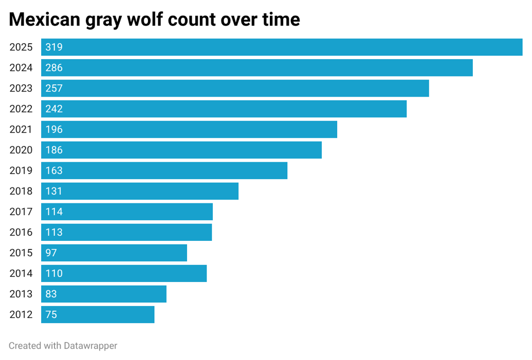 Mexican gray wolf packs transported to Mexico | Local News ...