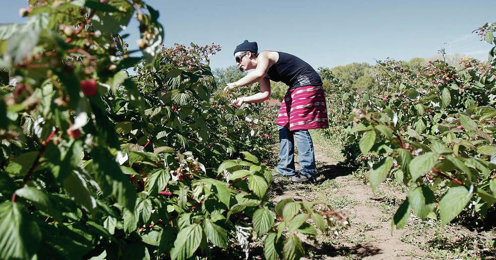 Hail could spoil season for U-pick raspberry farm in Mora County ...