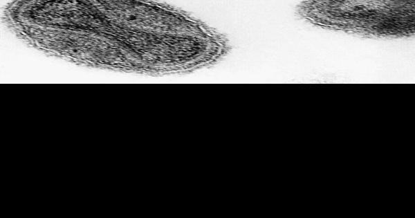Forgotten vials of smallpox found in storage room | News ...