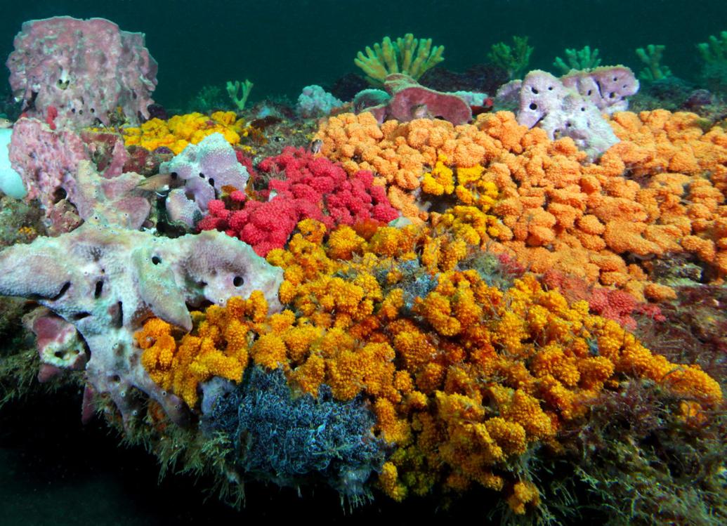 Jan. 28 - Gray’s Reef National Marine Sanctuary Foundation Awarded ...