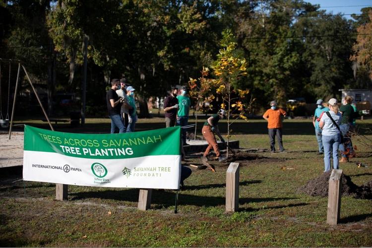 Nov. 18 - Savannah Tree Foundation hosts tree planting and distribution ...