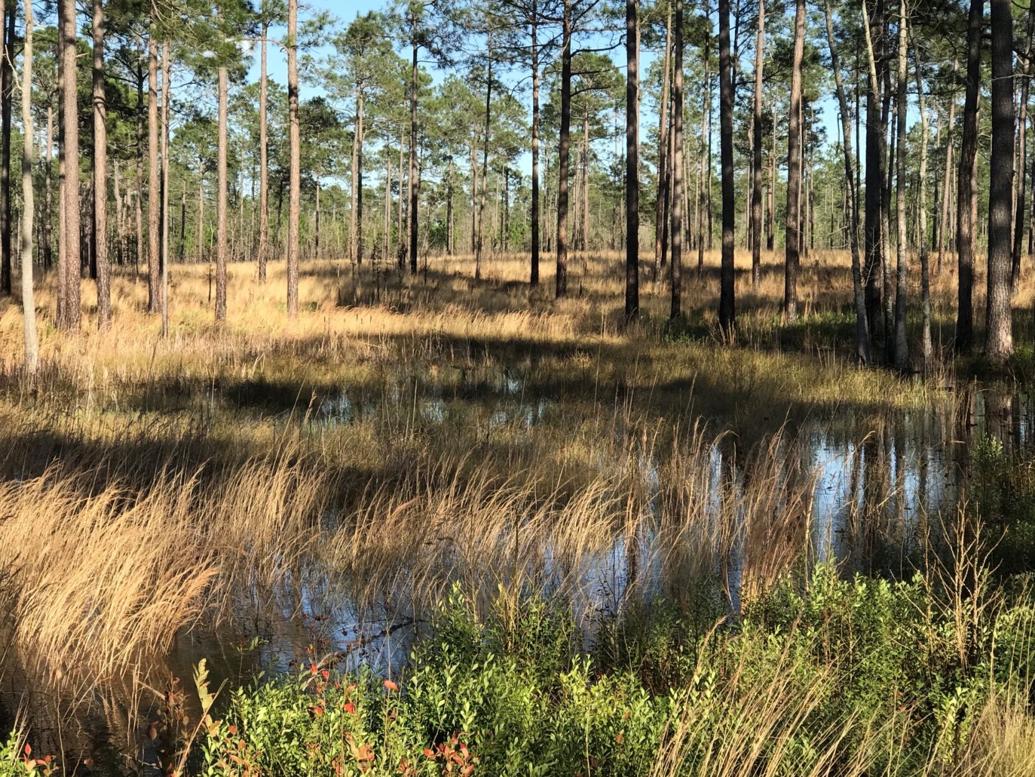 July 20 - OSC secures "Tillman Addition" property for hiking, wildlife ...