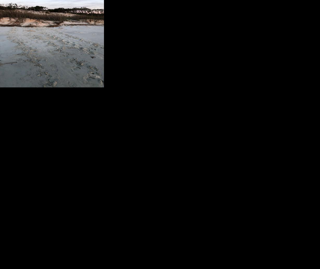 May 11 - Loggerhead nest season begins with Blackbeard Island National ...