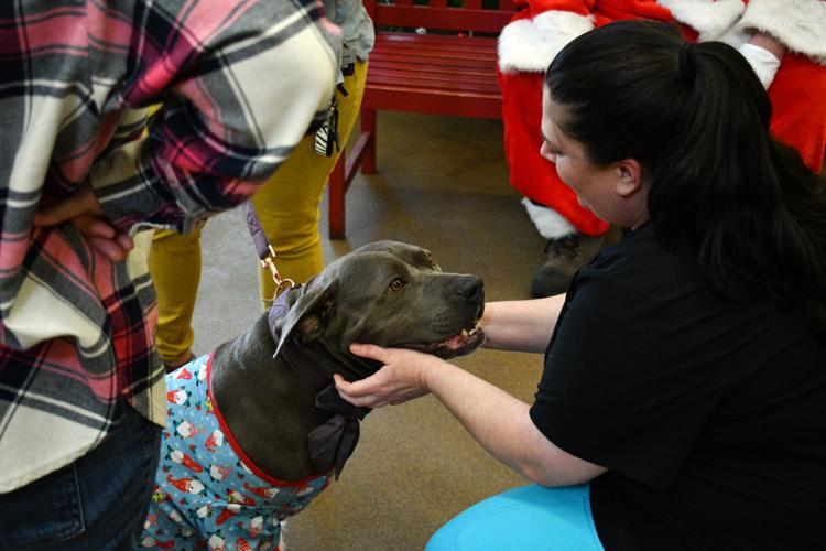 Mutts, Meows and Mistletoe ends with Santa pictures, pet adoptions