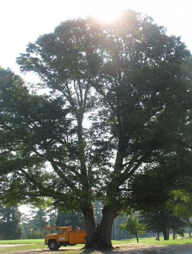 Relief at hand for ancient Darlington oak