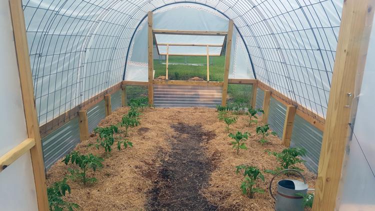 How to build a cattle panel greenhouse