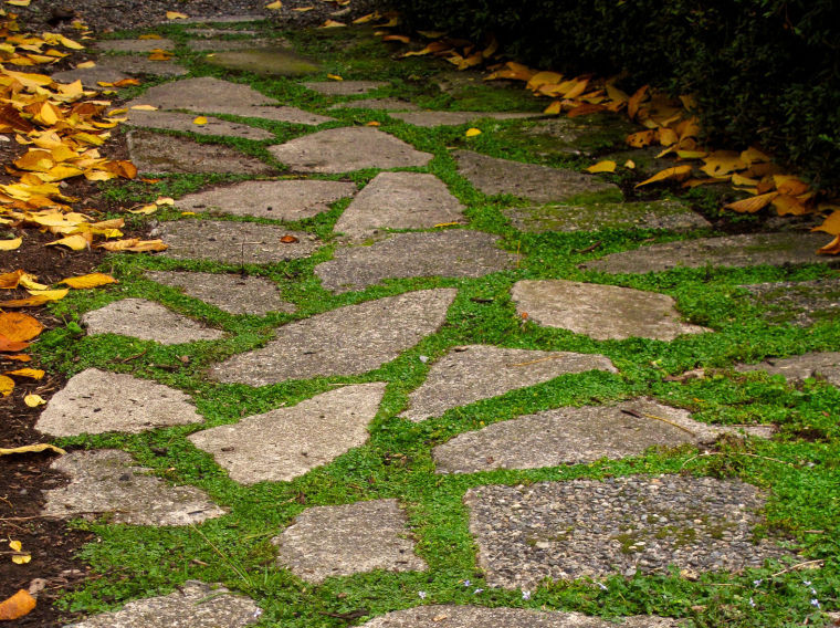 'Steppable' plants for walkways, patios and more