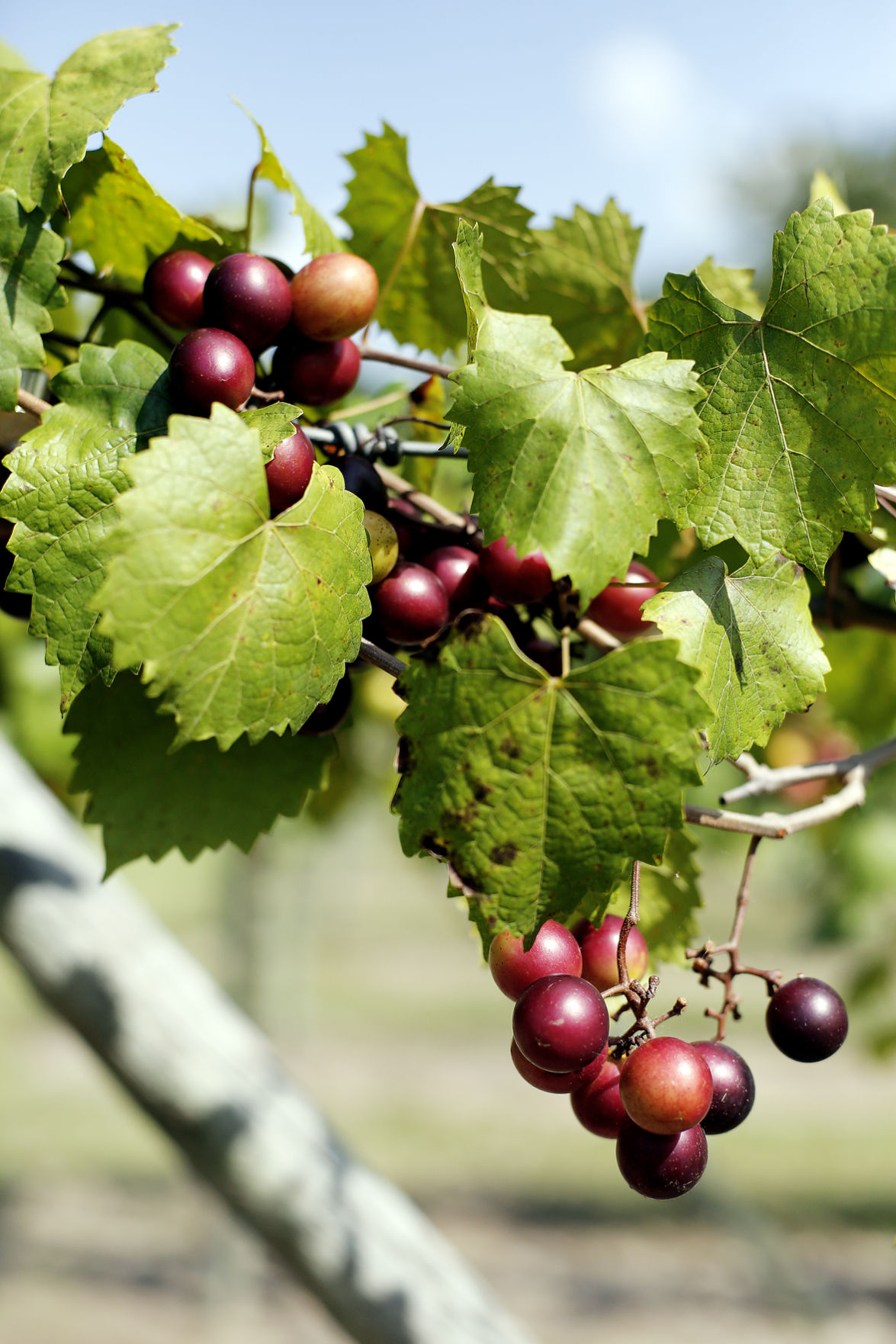 Darlington muscadine vineyard