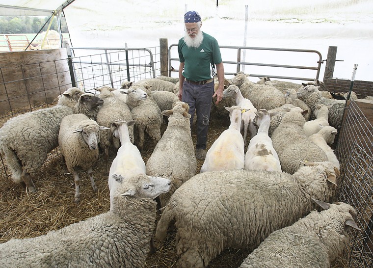 Sheep shearing fun to be held at Ovis Hill Farm Festival in Timmonsville