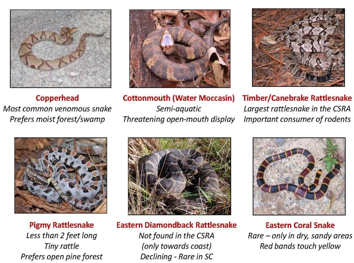 Here's how to ID and avoid venomous snakes in SC