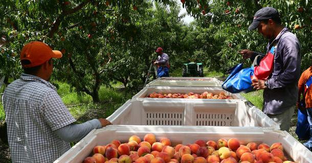 Tracing the path of a peach