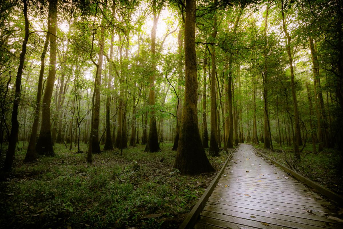 Get away for the day at Congaree National Park | Pee Dee Weekly | scnow.com