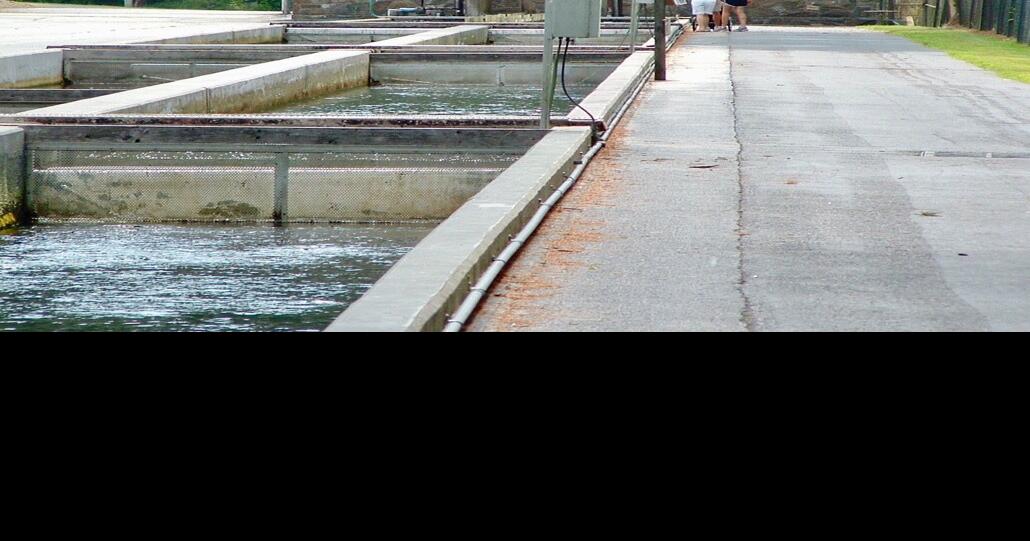 TOM POLAND: The CCC: FDR’s Tree Army