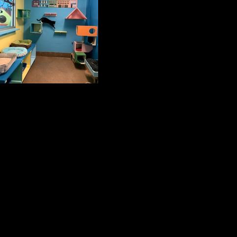 Florence Area Humane Society to dedicate new 'catio' Tuesday